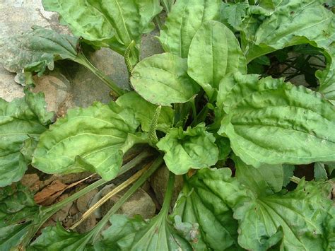 Plátano Chino Plantago Asiatica Picturethis