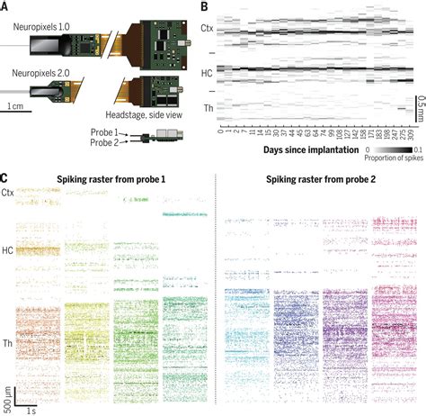 Neuropixels 20 A Miniaturized High Density Probe For Stable Long