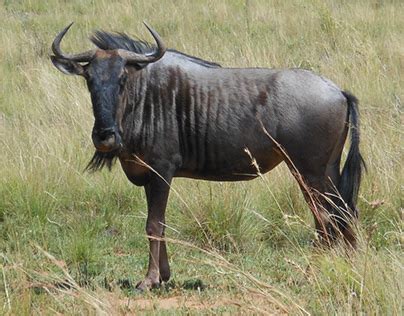 Gnu Ladrido Projects Photos Videos Logos Illustrations And