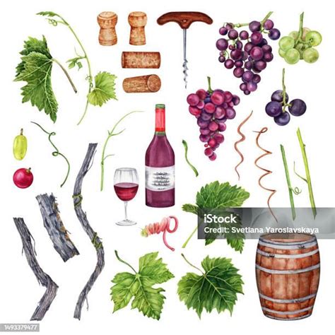 포도 세트 와인 잔 병 코르크 마개 배럴 포도 잎 흰색 배경에 손으로 그린 수채화 그림 레스토랑 메뉴와 와인 시음 디자인에 적합합니다 와인에 대한 스톡 벡터 아트 및 기타