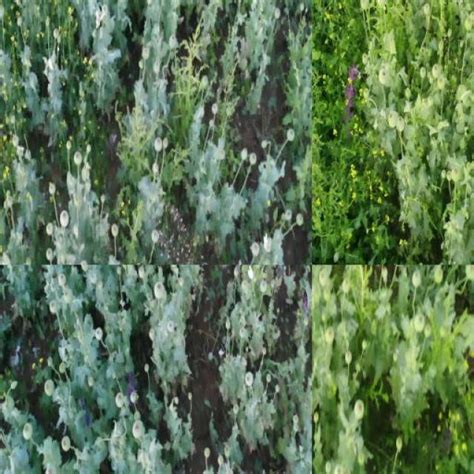 My First Project Object Detection Model V2 2025 05 20 6 51pm By Poppy