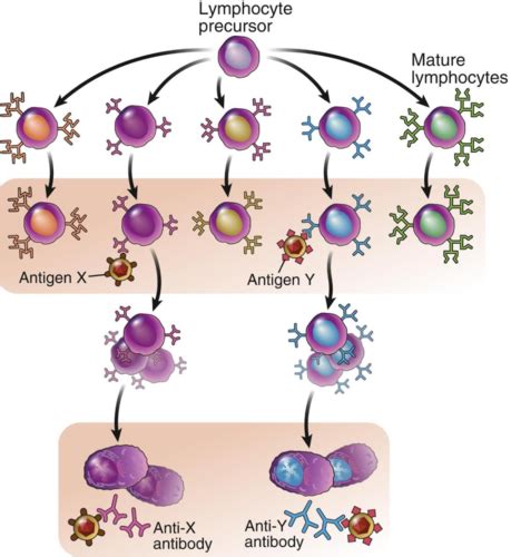 Mcp Week 6 Flashcards Quizlet