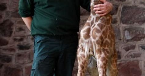 Giraffe Called Margaret Felt This Belonged On Imgur Album On Imgur