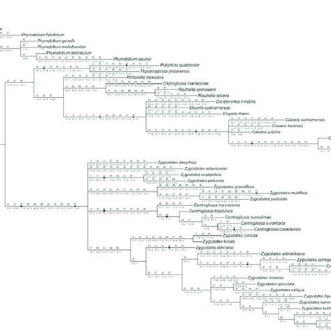 Evolution Of 72 Morphological Characters In The Maximum Likelihood Evolution Of 72 Morphological Characters In The Maximum Likelihood