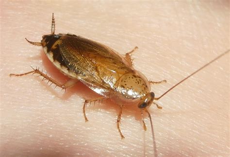 How Do Roaches Mate Roach Cockroach Insect