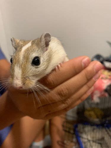 53 Gerbil Rodents For Sale In United States 50 200