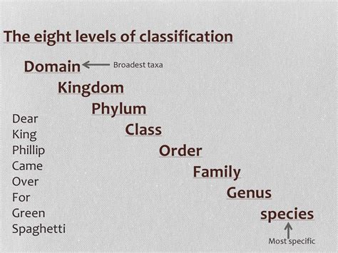 Levels Of Classification In Order From Broadest To Most Specific at Eric Mullins blog