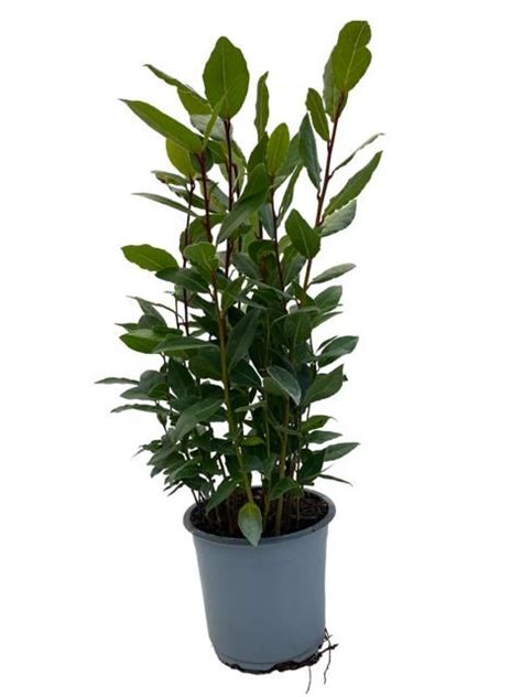 Laurus Nobilis — Plant Wholesale Floraccess