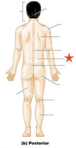 Anatomy Practical 1 Regions Flashcards Quizlet
