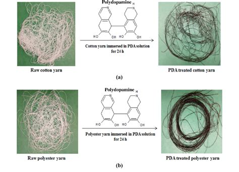 Polydopamine Modified A Cotton And B Polyester Yarns Download