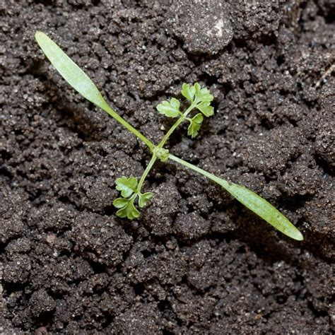 Bur Chervil Corteva Agriscience