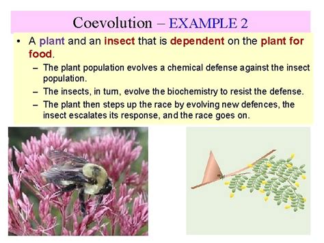 Coevolution Examples In Plants