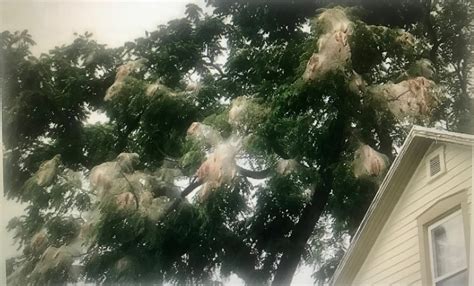 Fall Webworms Friend Or Foe