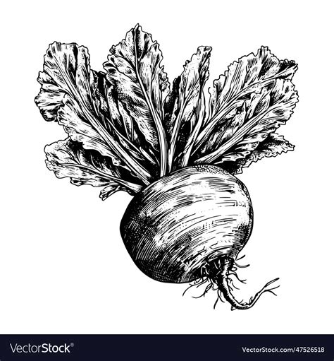 Beetroot Drawing Isolated Hand Drawn Object Vector Image