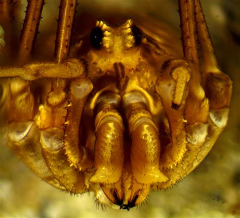 Rilaena Triangularis Bugguidenet