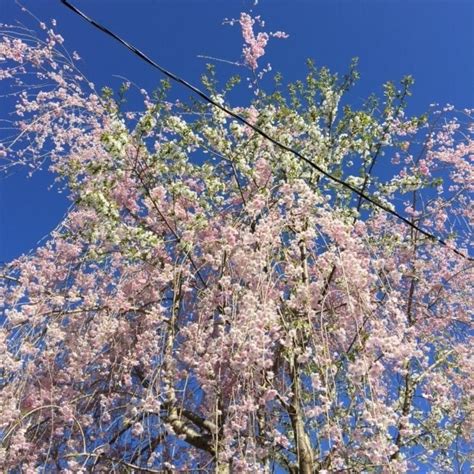 Garden Dilemmas Delights And Discoveries Ask Mary Stone Reverting