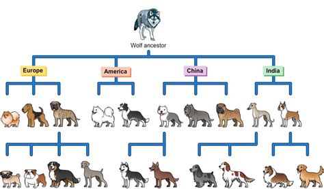 Selective Breeding Diagram What Is Selective Breeding Answered