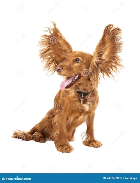 Adorable Cocker Spaniel With Flying Ears In Studio Stock Image Image