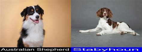 Which Is Better Between The Australian Shepherd And The Stabyhoun