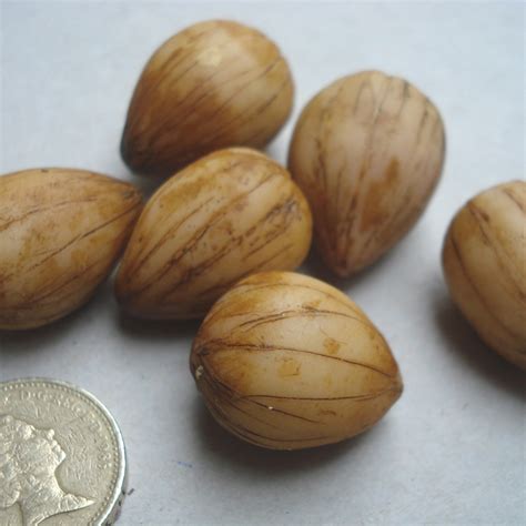 Nuts Seeds And Other Props For Hire Model Produce