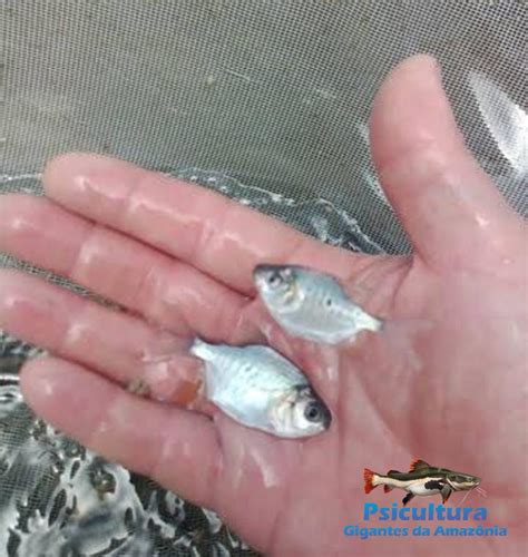 Filhote De Tambaqui Para Piscicultura Em Sp