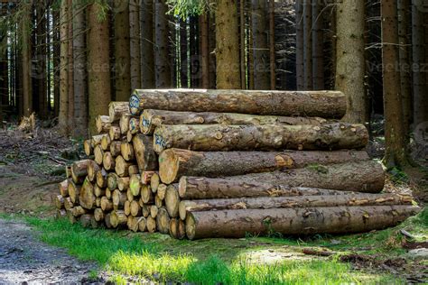 Pile Of Spruce Wood In Forest A View Of Huge Stacks Of Logs 36098665