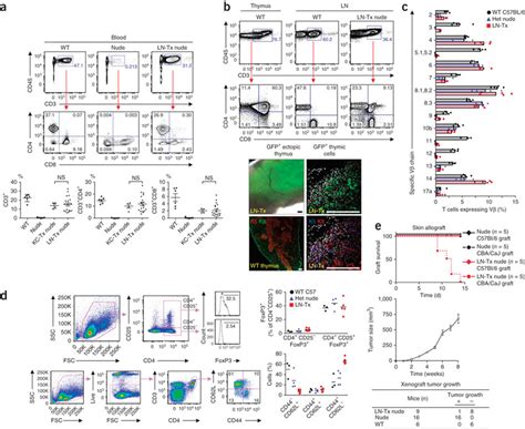 Functional Ectopic Thymus In The Jejunal Lymph Node A Flow Download Scientific Diagram