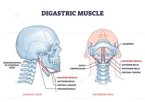 Ball Under Chin Muscle At Hayley Stokes Blog