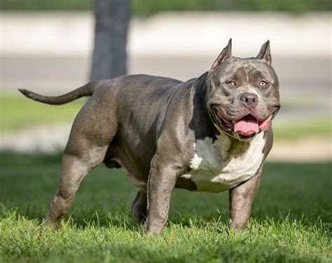 Buff Dogs 21 Biggest And Muscular Dog Breeds In The World Thepetstome