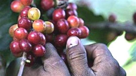 Genetic Code Of Crop Killer Parasite Unveiled