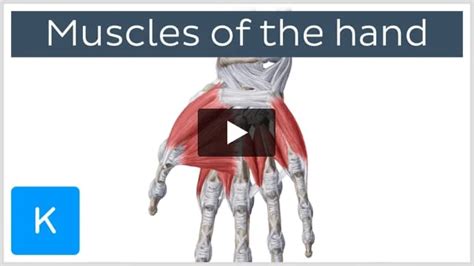 Flexor Digitorum Brevis Hand