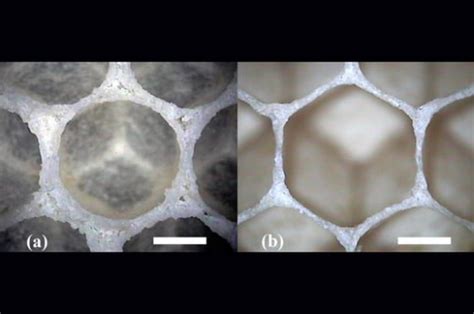 Bees Dont Do Math — Hexagonal Honeycombs Emerge Naturally