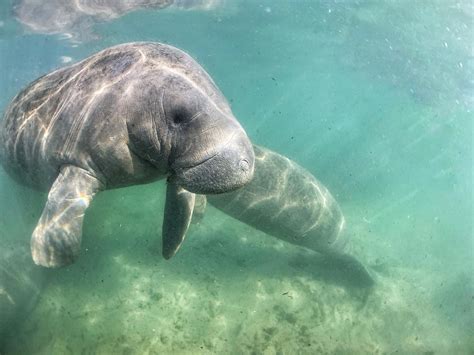 Manatee Behavior Feeding Scratching And Nursing