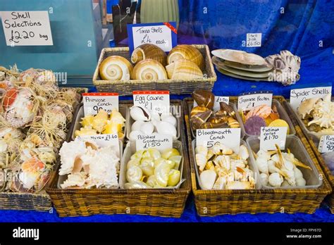 A Display Of Small Decorative Sea Shells For Sale In Whitby North