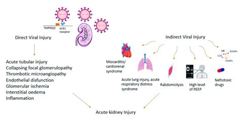 Direct And Indirect Effects Of Sars Cov 2 Infection On The Download Scientific Diagram
