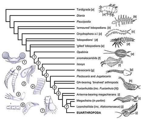 Arthropoda Arthropods Evolution Interesting Topics