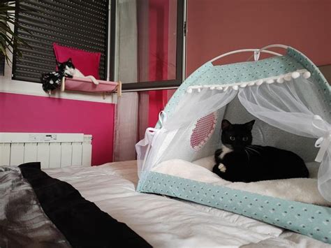 Lua Y Rio Entre Huellas Y Bigotes