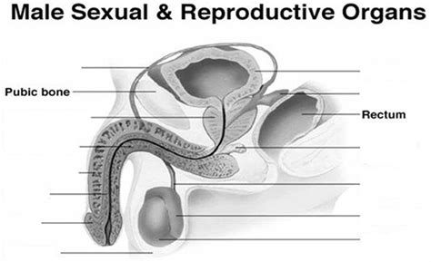 Male Sex And Reproductive Organs Diagram Quizlet