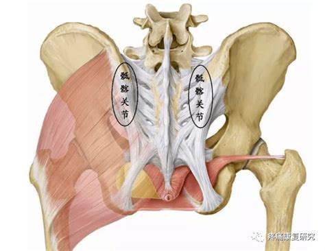 骶髂关节疼痛的相关解剖、病因、检查及康复训练和治疗 Medscicn