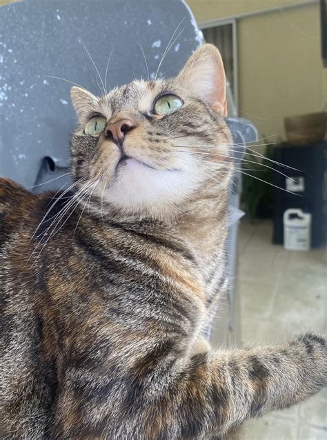 My Torbie Girl 🧡🤎 Rtorbie