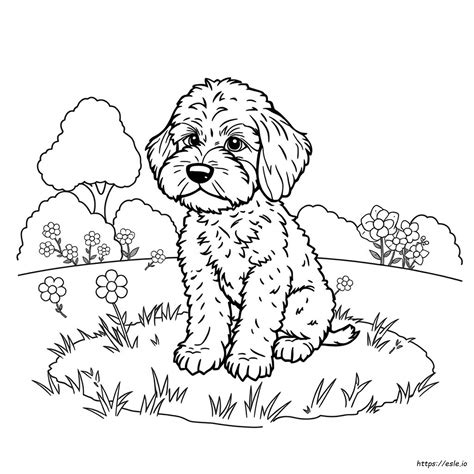 Yazdırılabilir Cockapoo Boyama Sayfaları