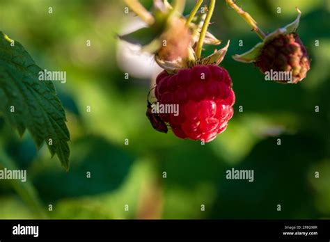 Close Up Of A Ripe Red Raspberry Rubus Idaeus With A Bug On The Fruit