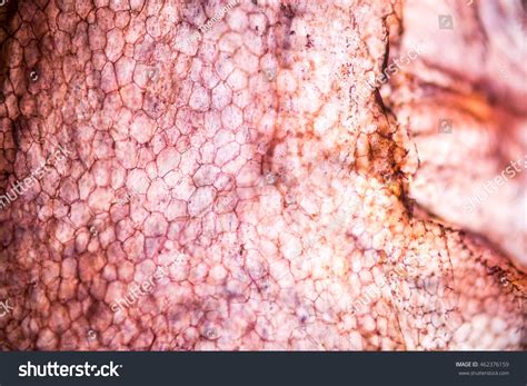Epithelium Simple Squamous Tissue Cross Section Foto De Stock Editar