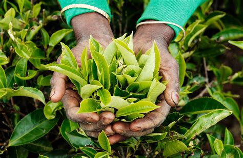 Camellia Sinensis Tea Plant