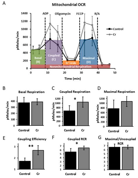 Sex Specific Effects Of Chronic Creatine Supplementation On Hippocampal