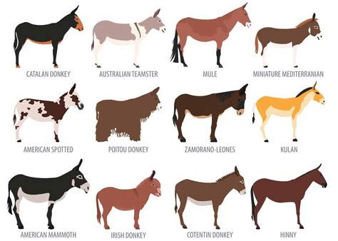 Breeds Of Donkeys At Will Hannah Blog