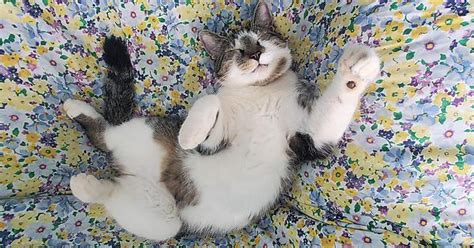 Kitteh Album On Imgur