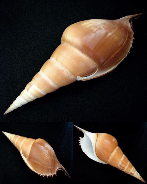 НОВЫЕ ПОСТУПЛЕНИЯ Latest Addtions