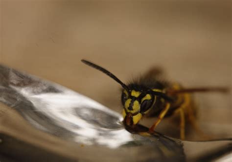 Vroege Vogels Foto Geleedpotigen Ook Insecten Hebben Dorst