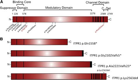 Recessive And Dominant De Novo Itpr1 Mutations Cause Gillespie Syndrome